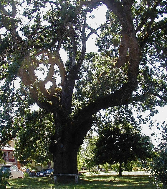 Oregon Heritage Trees - Travel Oregon