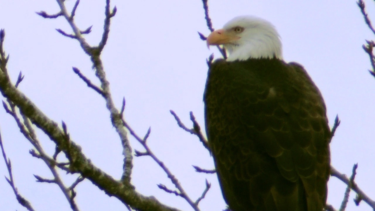 Bald Eagles in Oregon - Back from the Brink - Travel Oregon