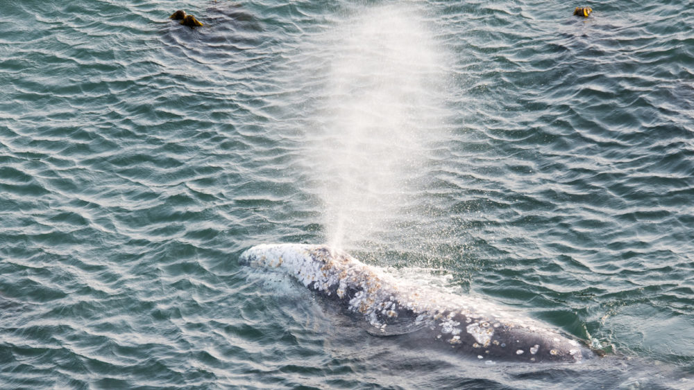 Winter Whale Watching, Storm Watching and Crabbing on the Oregon Coast ...