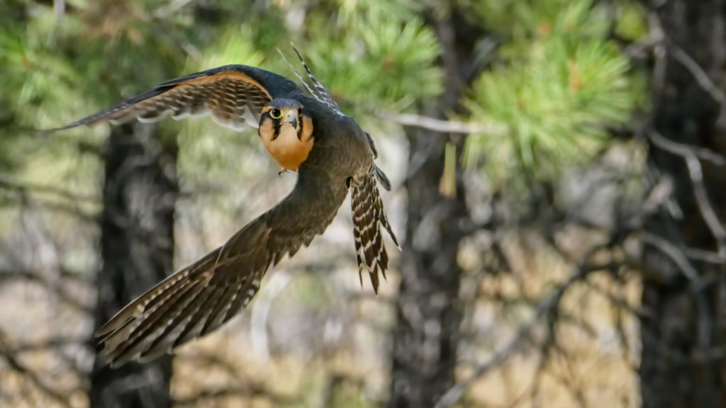 Winter Birding - Travel Oregon