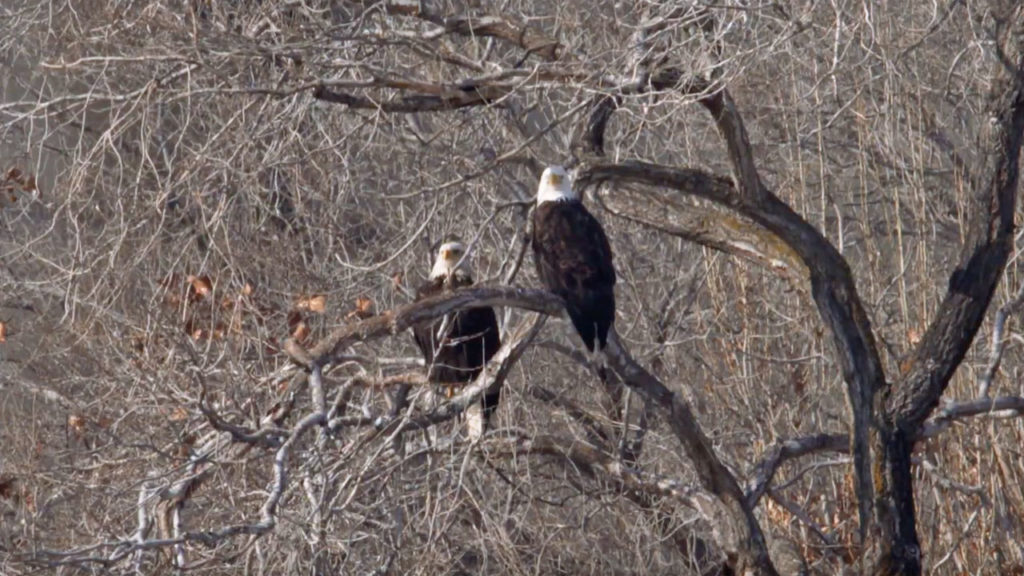Winter Birding - Travel Oregon