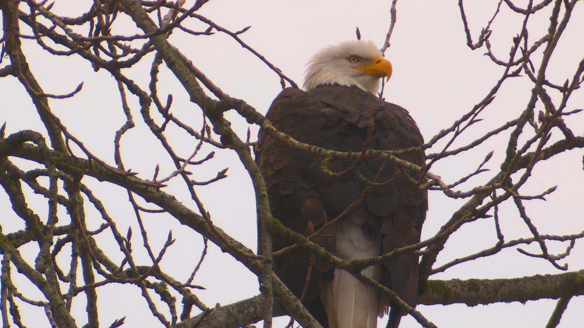 Eagle Convocation - Travel Oregon