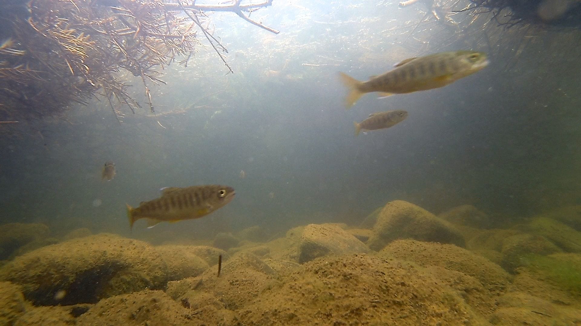 Christmas Trees for Coho - Travel Oregon