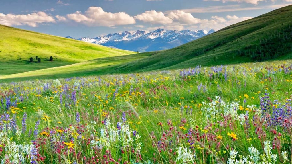 Oregon Wildflowers | Wildflower Hikes in Oregon