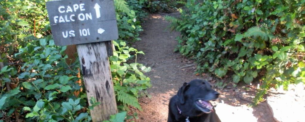 Tails & Trails: Hiking the Coast with a Dog - Travel Oregon