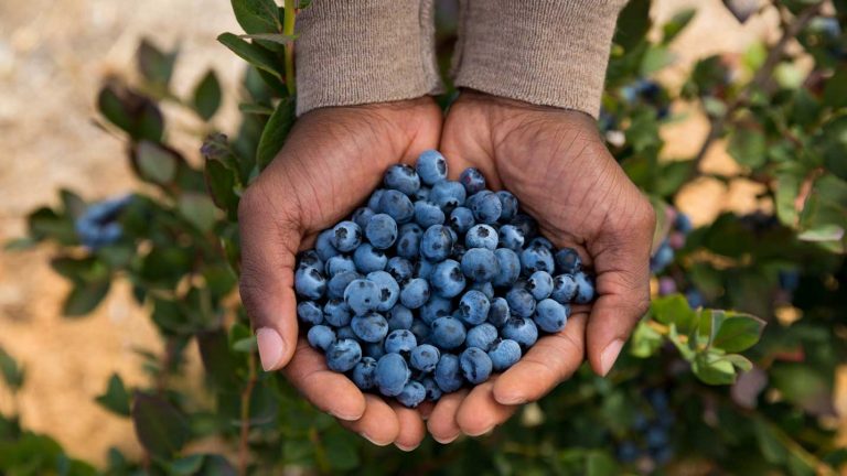 7 Ways to Taste Oregon Fruit - Travel Oregon