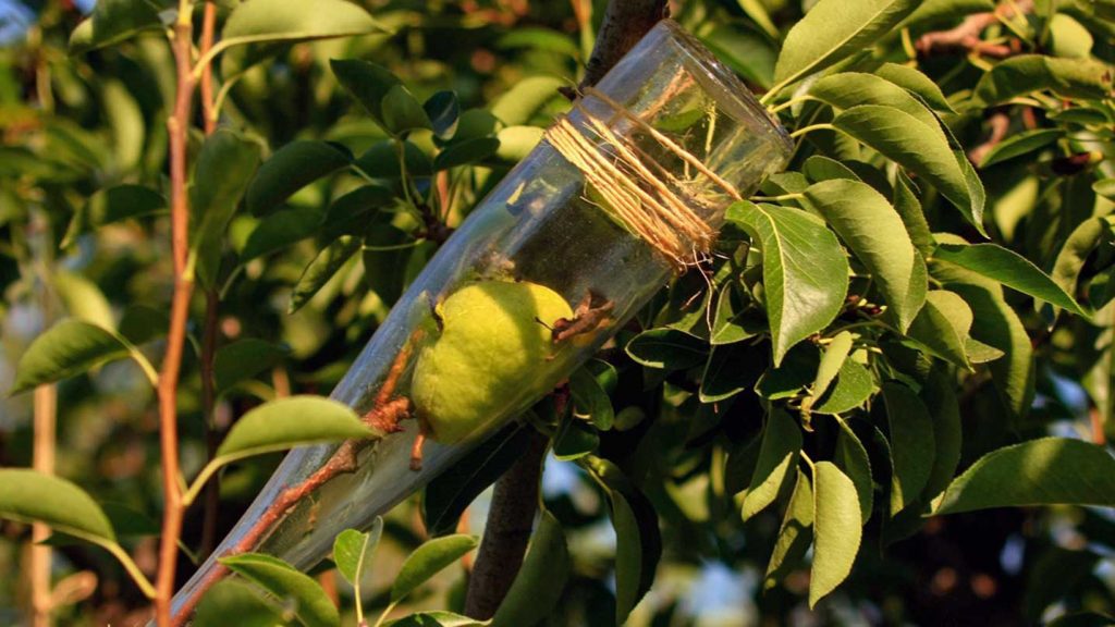 7 Ways to Taste Oregon Fruit - Travel Oregon