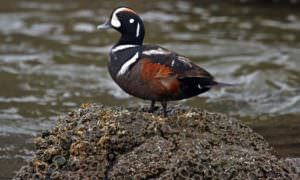 Oregon's Best Fall Birding Trails - Travel Oregon