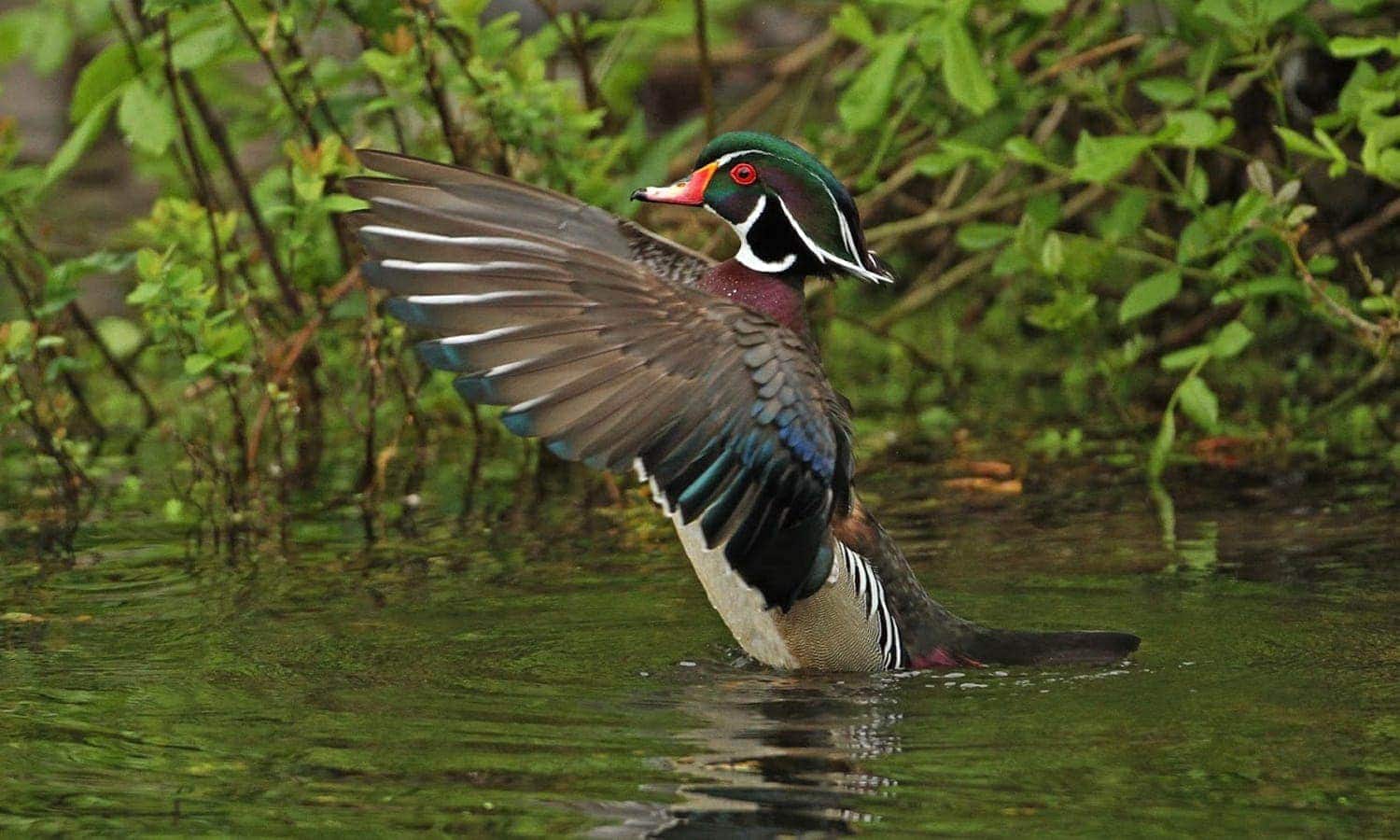 Photographing Wildlife in Action - Travel Oregon
