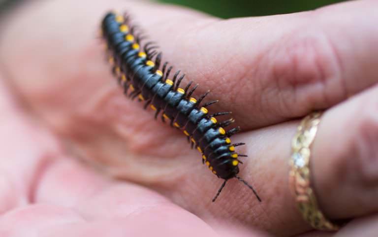 An Eye-Opening Hike to Cascade Head - Travel Oregon