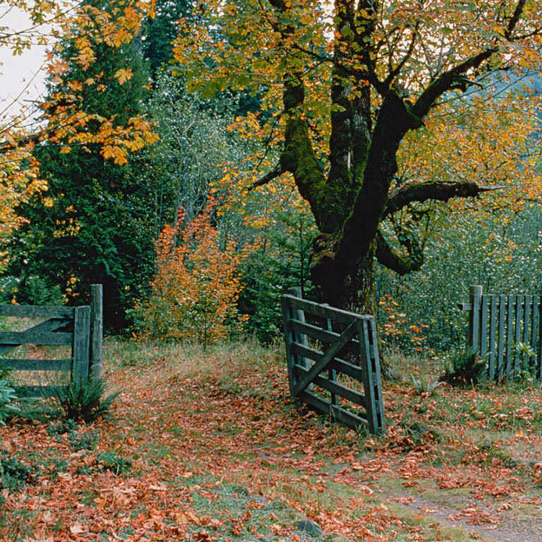 The True Story of the Oregon Trail - Travel Oregon