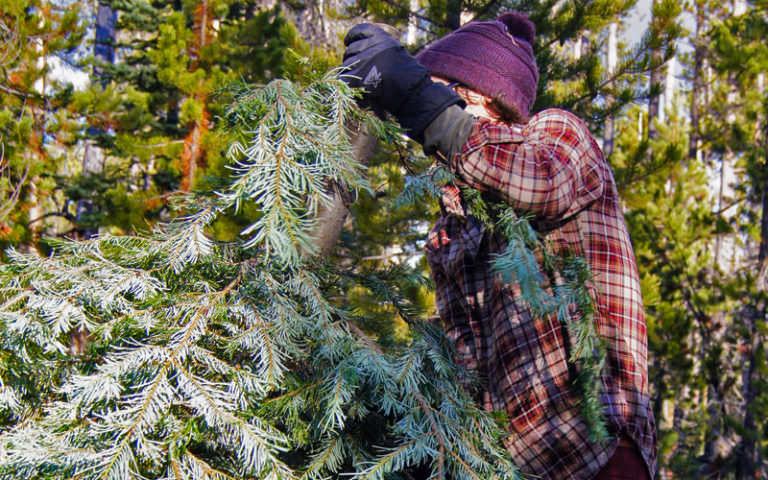 Cutting Down a Christmas Tree in Central Oregon - Travel Oregon