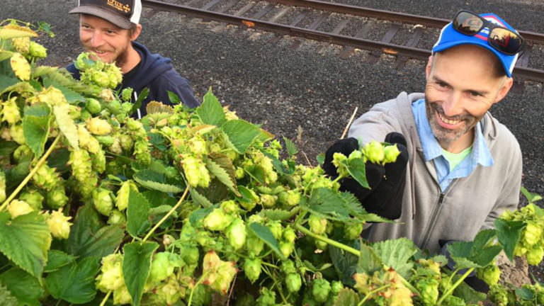 Fresh-Hop Beer Season, Explained - Travel Oregon