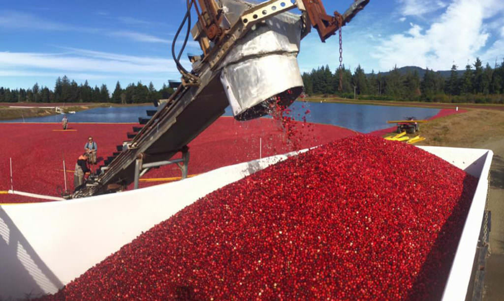 Wild Rivers Coast Food Trail - Travel Oregon