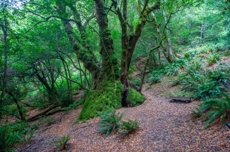 8 Awesome South Coast Side Trips off Highway 101 - Travel Oregon