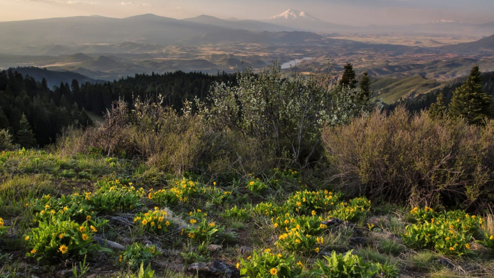 All About Oregon Wildflowers - Travel Oregon