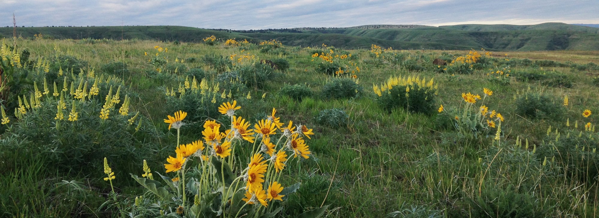 All About Oregon Wildflowers - Travel Oregon