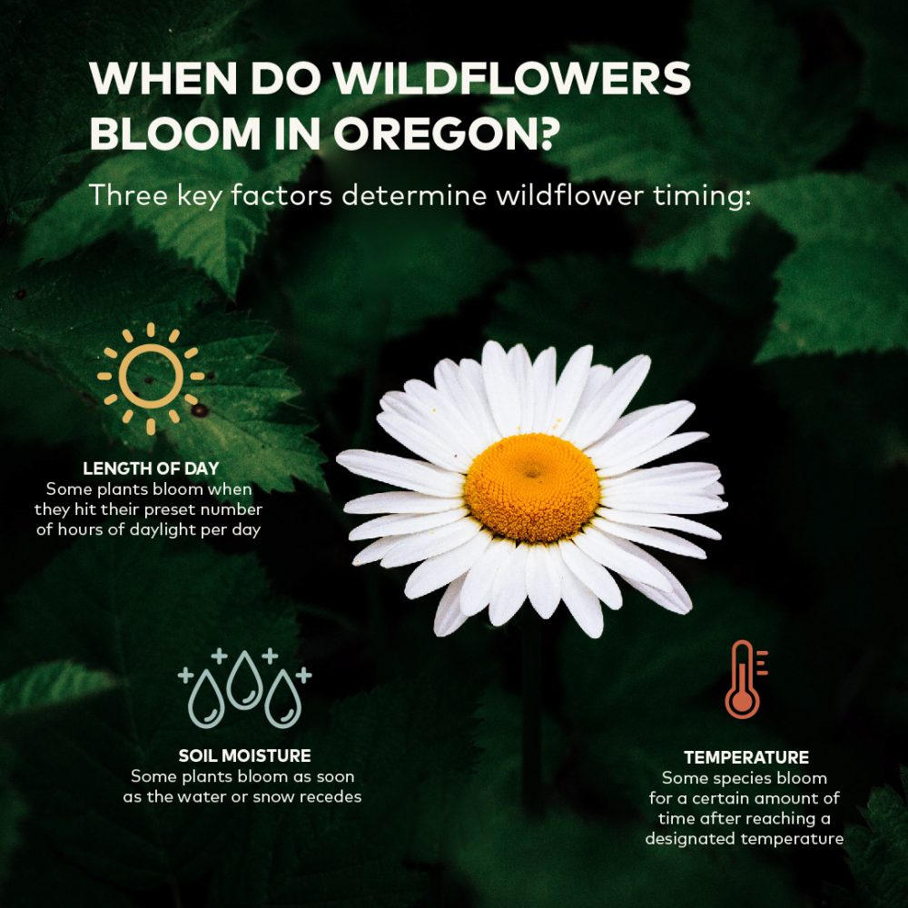 All About Oregon Wildflowers - Travel Oregon