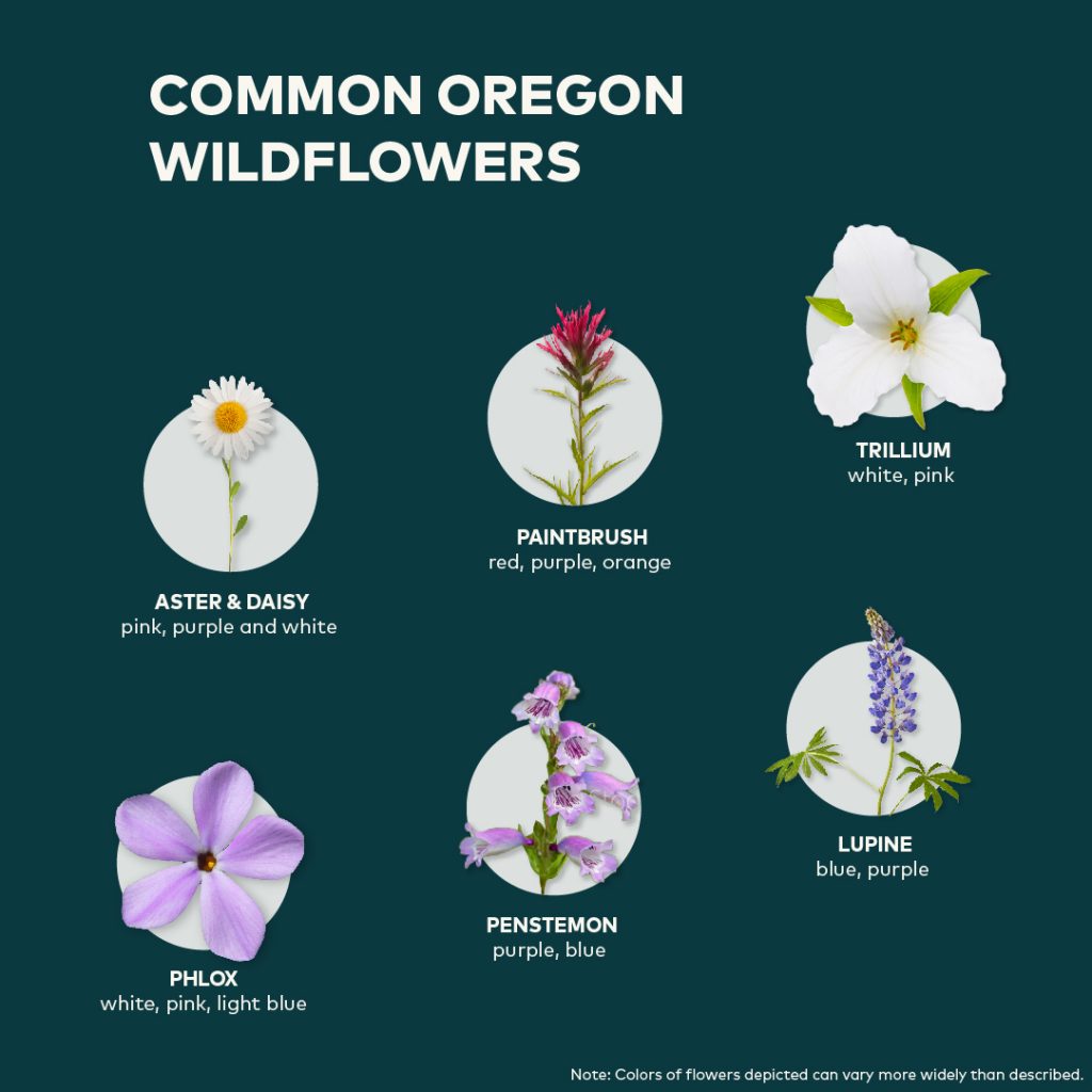 All About Oregon Wildflowers - Travel Oregon