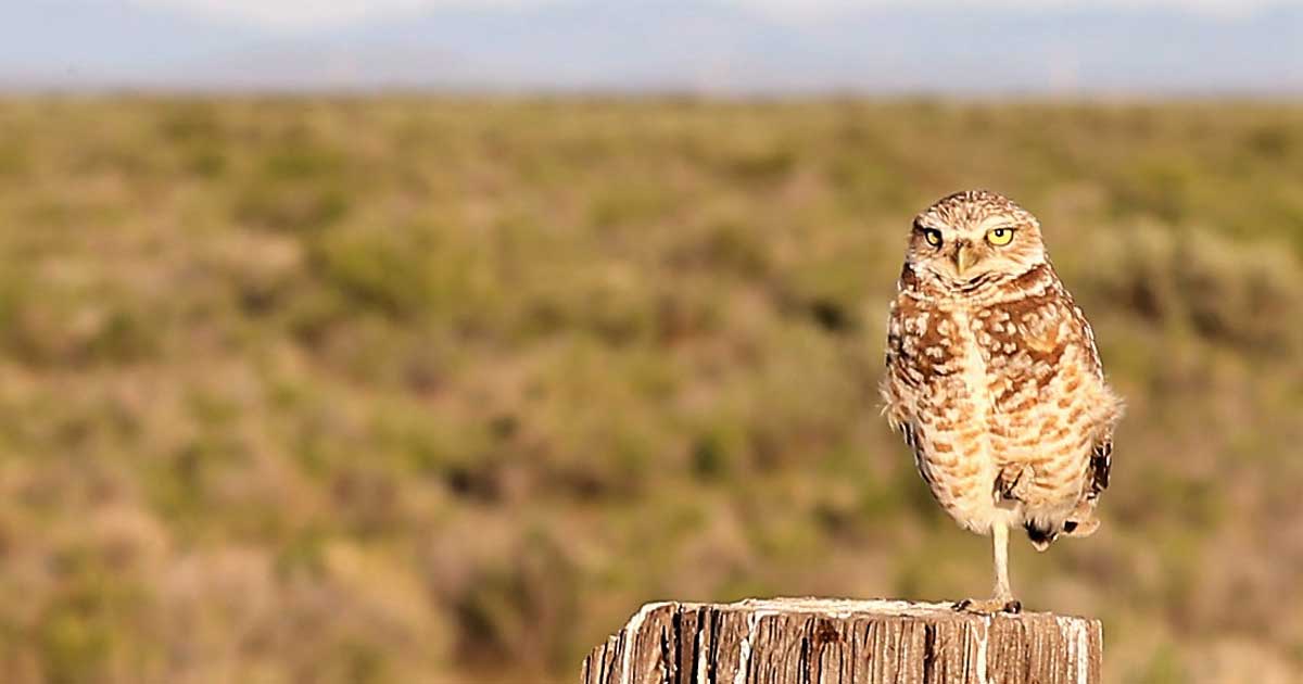 Spring Feathered Festivals - Travel Oregon