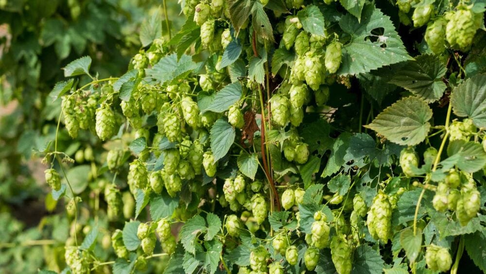 Experience Harvest Season in Oregon - Travel Oregon