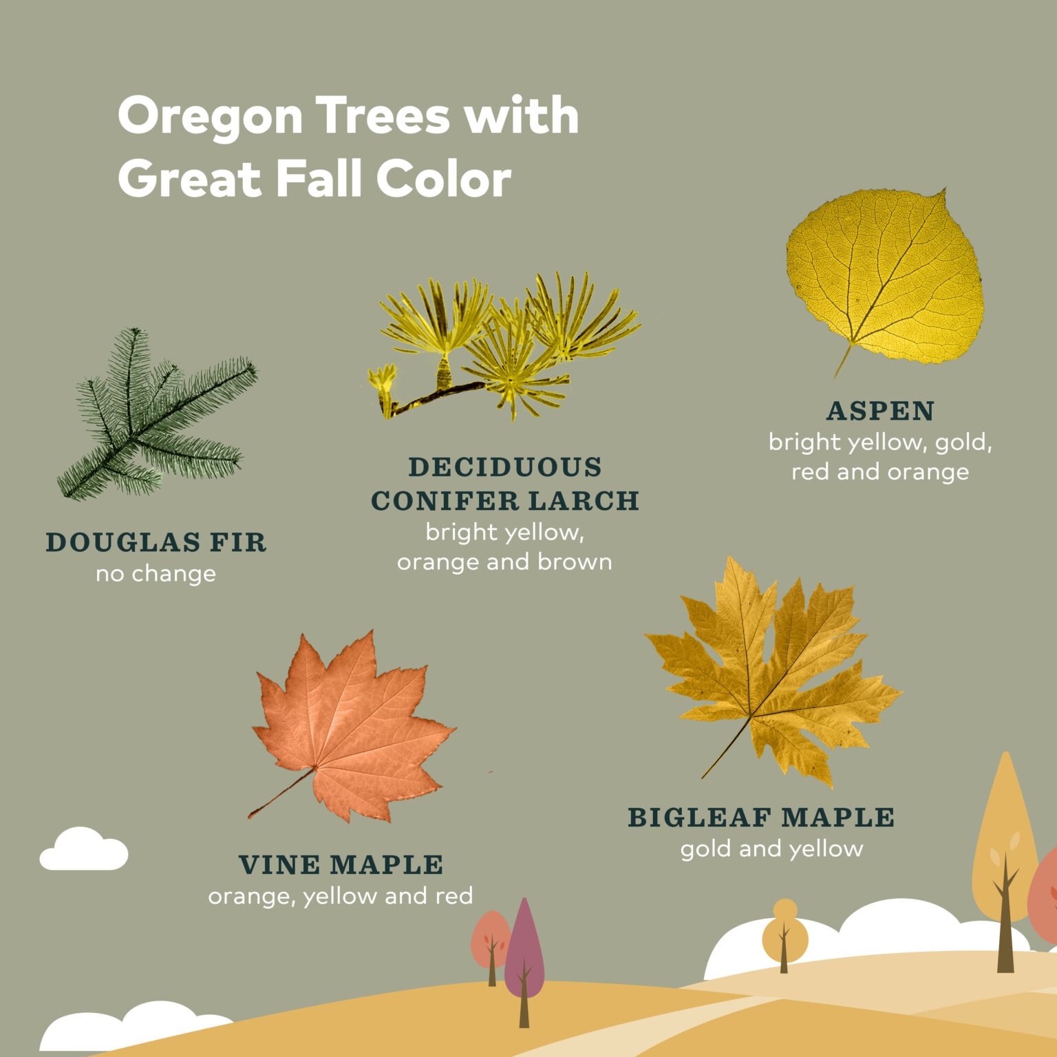 Guide to Fall Foliage in Oregon - Travel Oregon