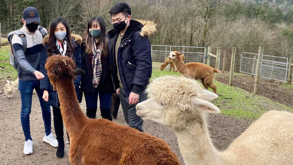 Forget Your Stress, Meet an Alpaca - Travel Oregon