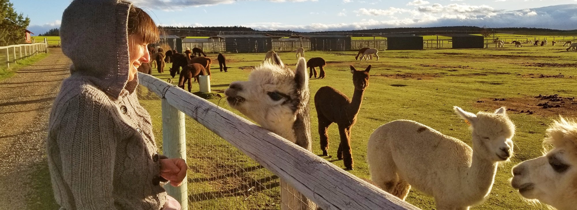Forget Your Stress, Meet an Alpaca - Travel Oregon