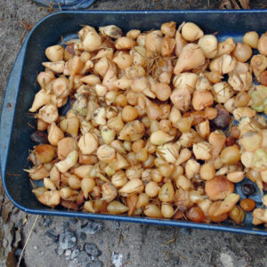 Rooted in Culture: Oregon’s Wild Camas - Travel Oregon