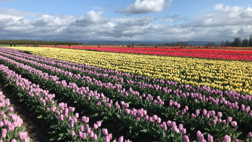 Rejuvenating Spring Events in Oregon - Travel Oregon