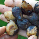 Rooted in Culture: Oregon’s Wild Camas - Travel Oregon