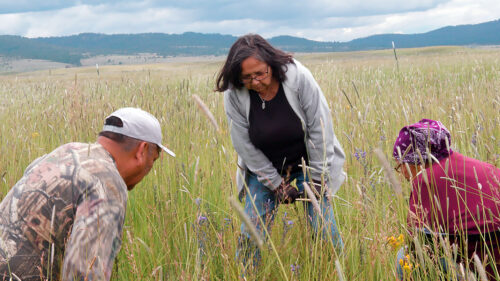 Rooted in Culture: Oregon’s Wild Camas - Travel Oregon