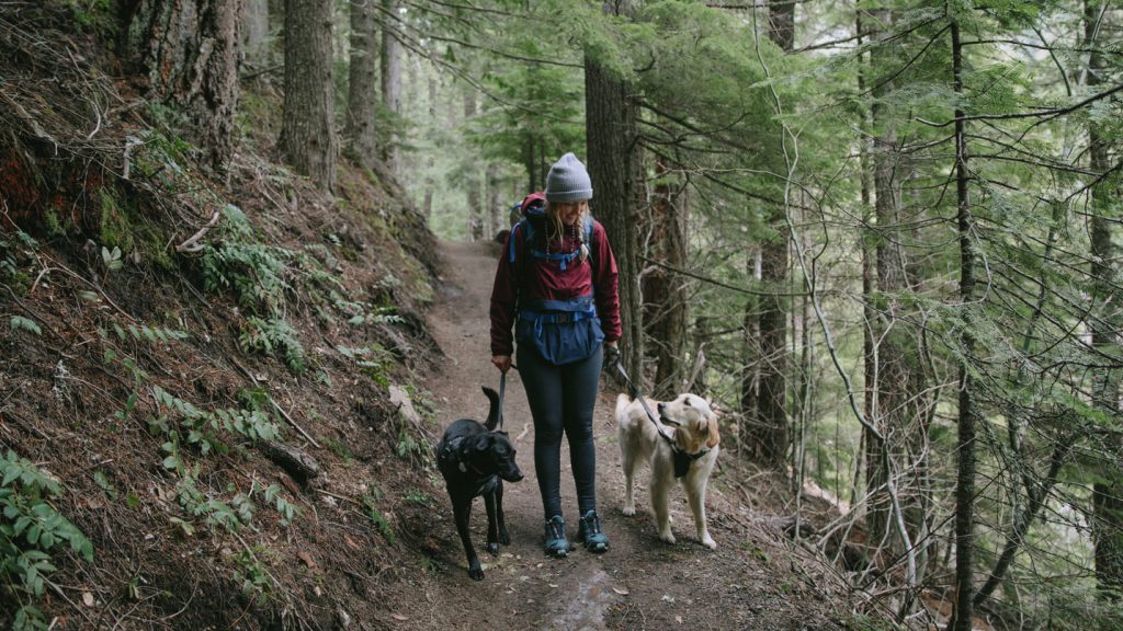 Beginner’s Guide to Hiking With Dogs in Oregon - Travel Oregon