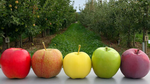 Guide to Oregon’s Juicy Autumn Apples - Travel Oregon