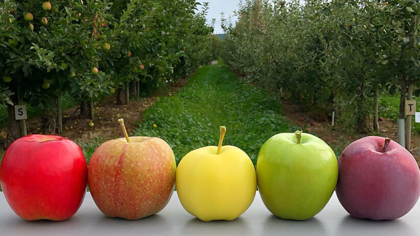 Guide to Oregon’s Juicy Autumn Apples - Travel Oregon