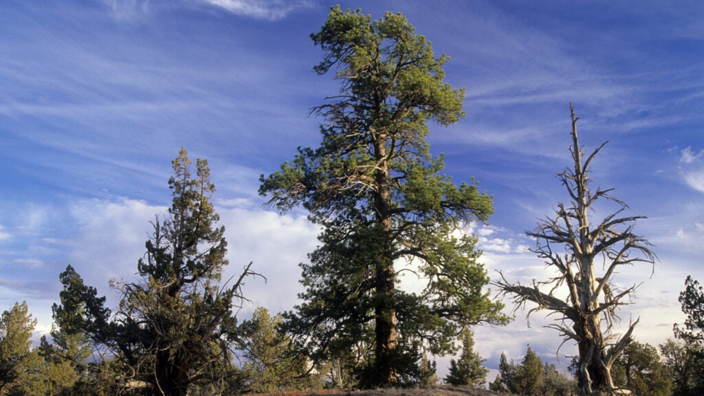 The Otherworldly Charms of Oregon’s Christmas Valley - Travel Oregon
