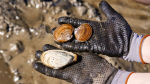 Explore These Natural Areas for Wildlife Watching and Clamming in ...