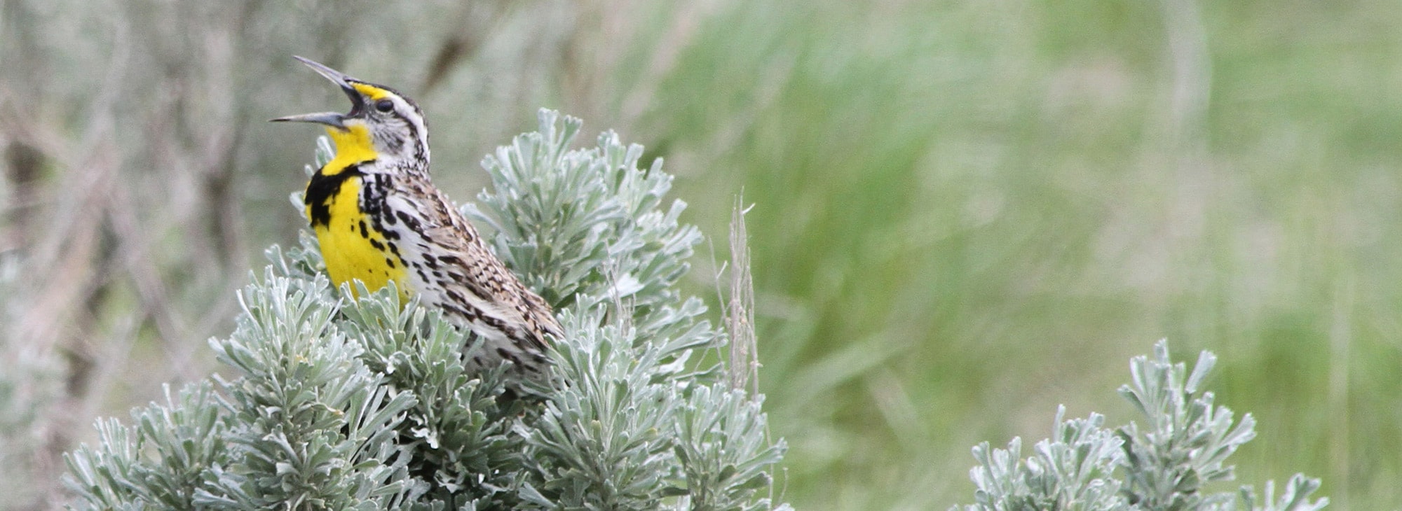 Explore These Natural Areas for Wildlife Watching and Clamming in ...