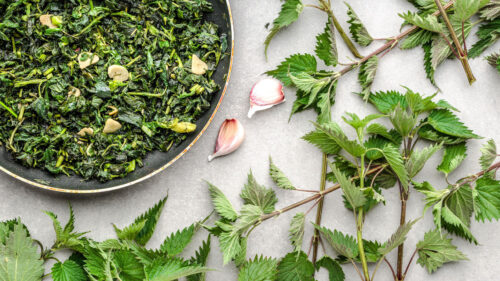 Beginner's Guide to Foraging Spring Greens on the Oregon Coast - Travel ...