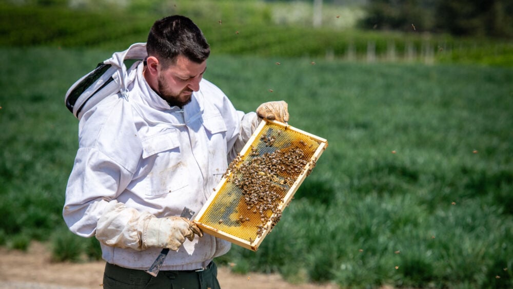 All the Buzz About Bees in Oregon - Travel Oregon