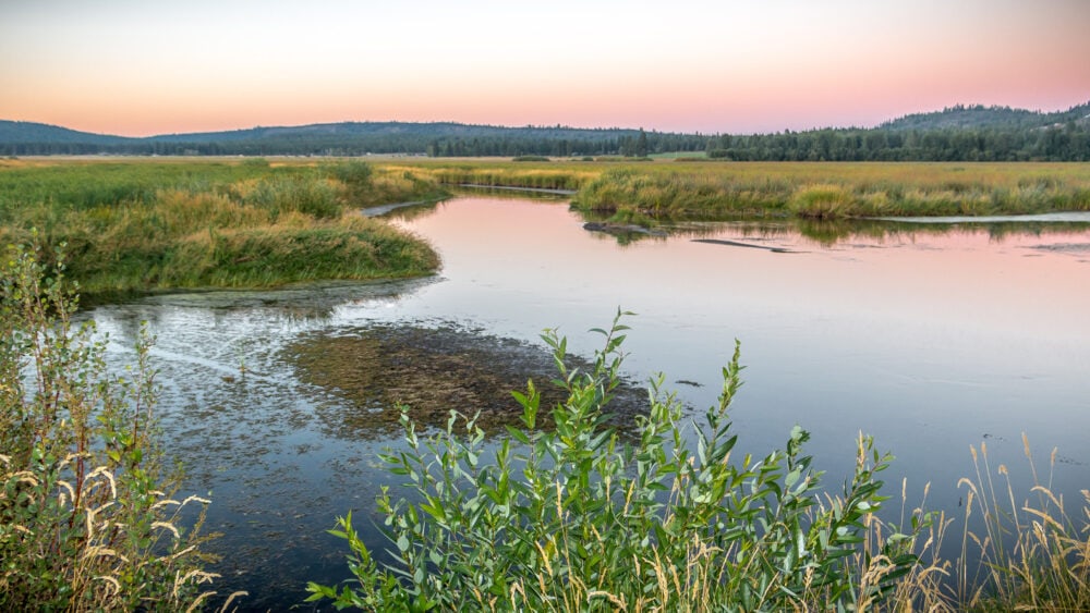Meet Oregon's State Animal, the Hardworking Beaver - Travel Oregon