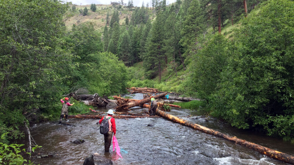 Meet Oregon's State Animal, the Hardworking Beaver - Travel Oregon