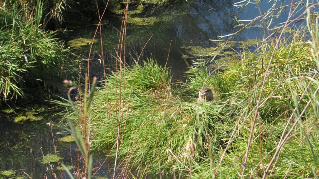 Meet Oregon's State Animal, the Hardworking Beaver - Travel Oregon