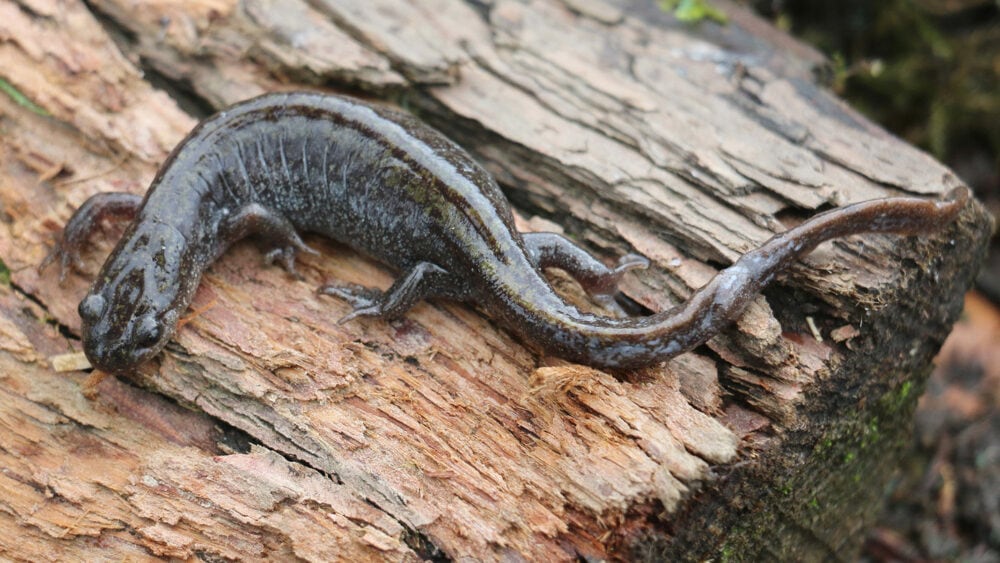 Oregon's Lakes and the Cool Creatures that Dwell Beneath - Travel Oregon