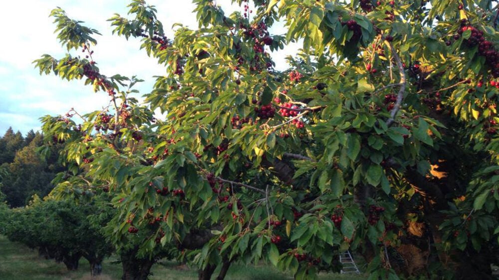 Cherry Time in Mosier and The Dalles - Travel Oregon