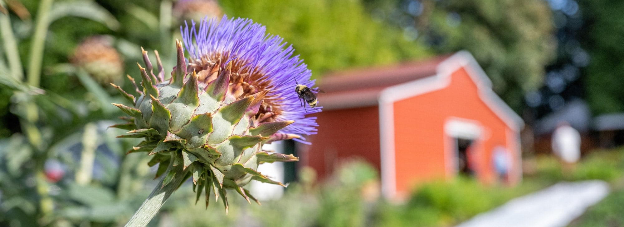 All the Buzz About Bees in Oregon - Travel Oregon
