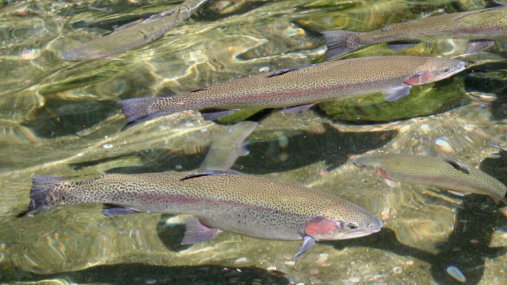 First-Timer’s Guide to Fishing in Oregon - Travel Oregon