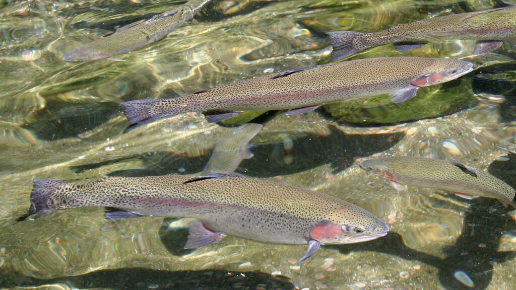 First-Timer’s Guide to Fishing in Oregon - Travel Oregon