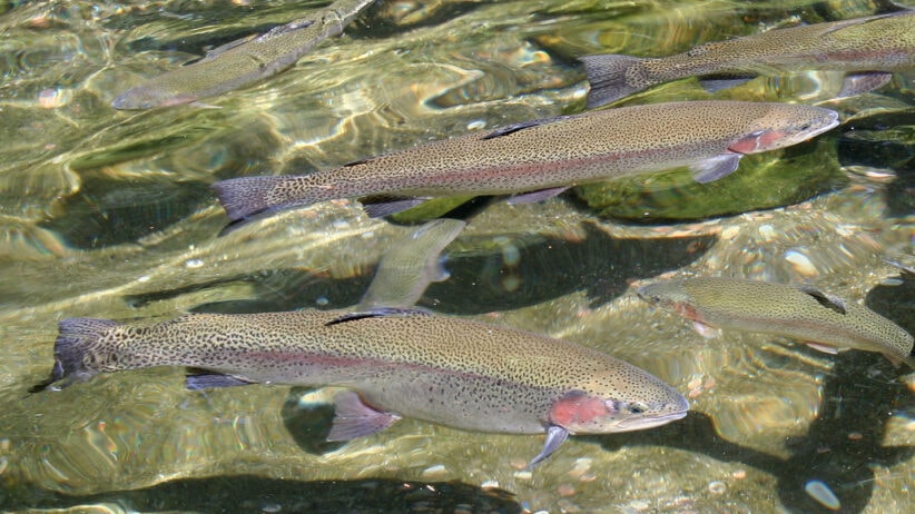 First-Timer’s Guide to Fishing in Oregon - Travel Oregon