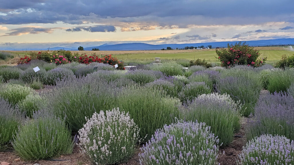 Kids' Guide to Air, Land and Water Adventures in Madras - Travel Oregon